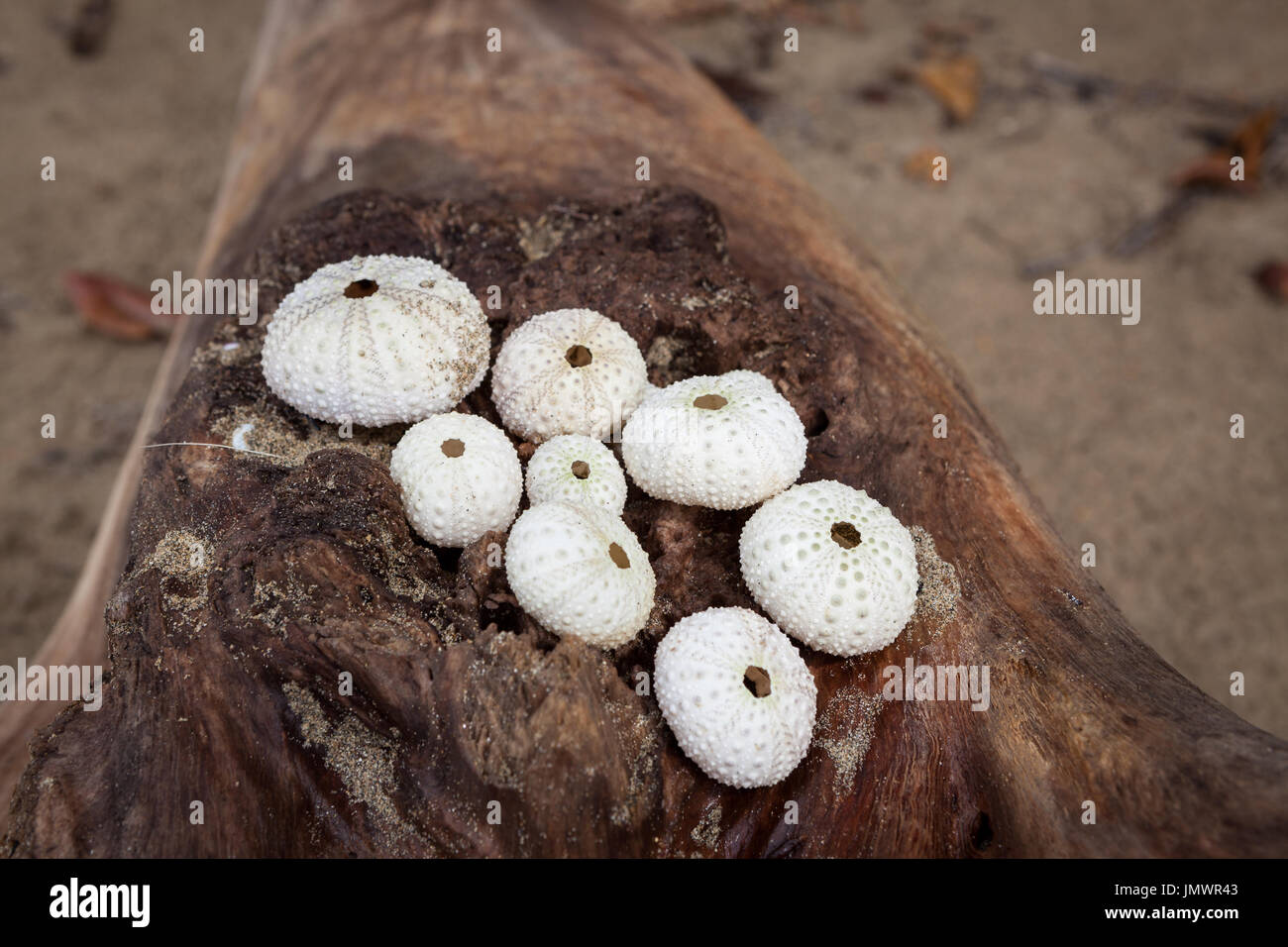 Round shell hi-res stock photography and images - Alamy