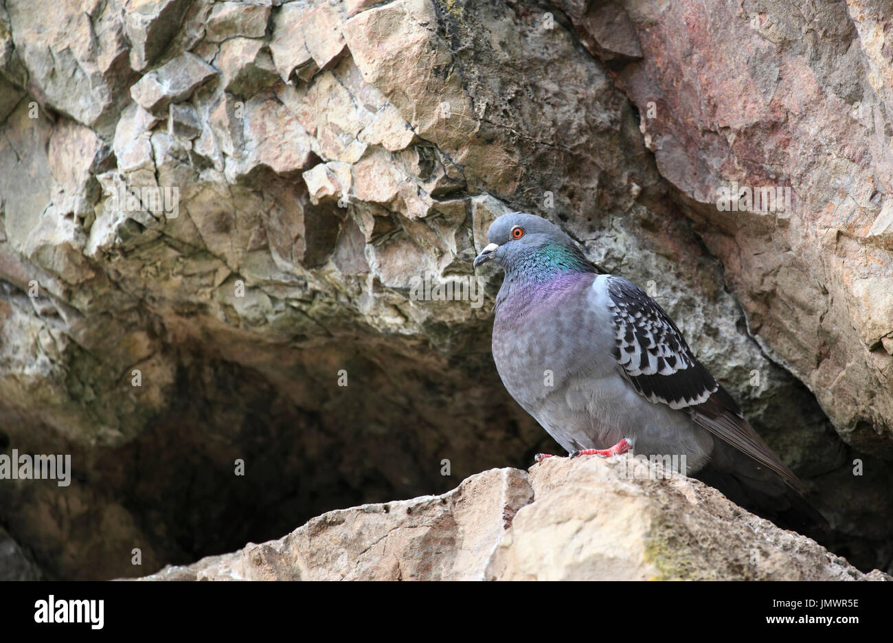Pigeon on nest uk hi-res stock photography and images - Alamy