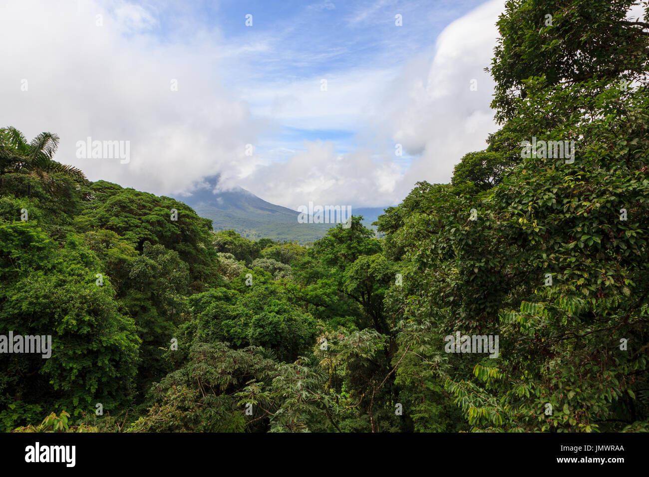 Lush rainforest canopy view Stock Photo - Alamy