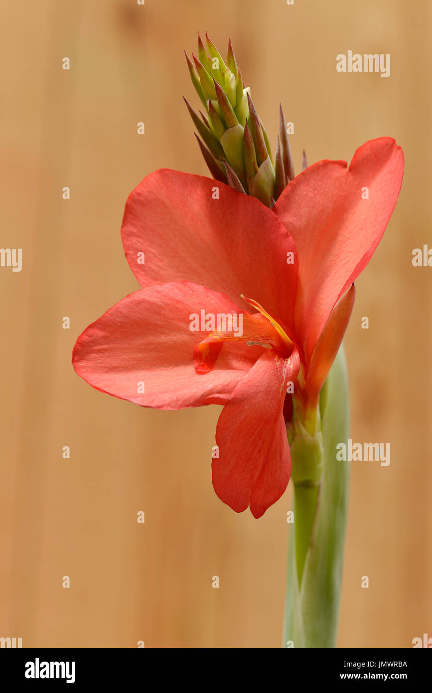 Indian red flower hi-res stock photography and images - Alamy