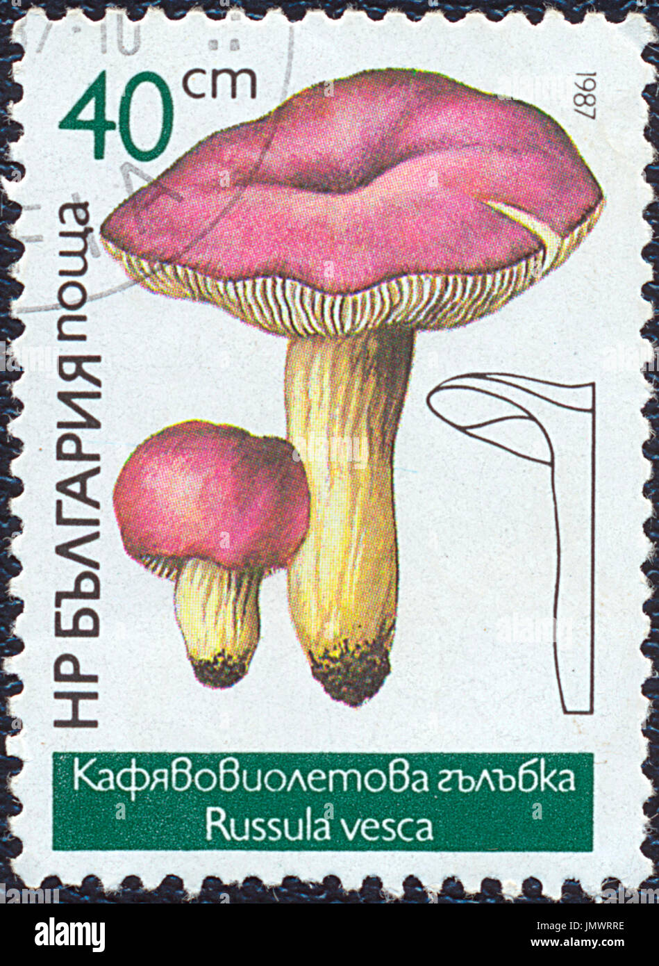 Bulgaria - 1987: Postage stamp printed in Bulgaria shows mushroom ...