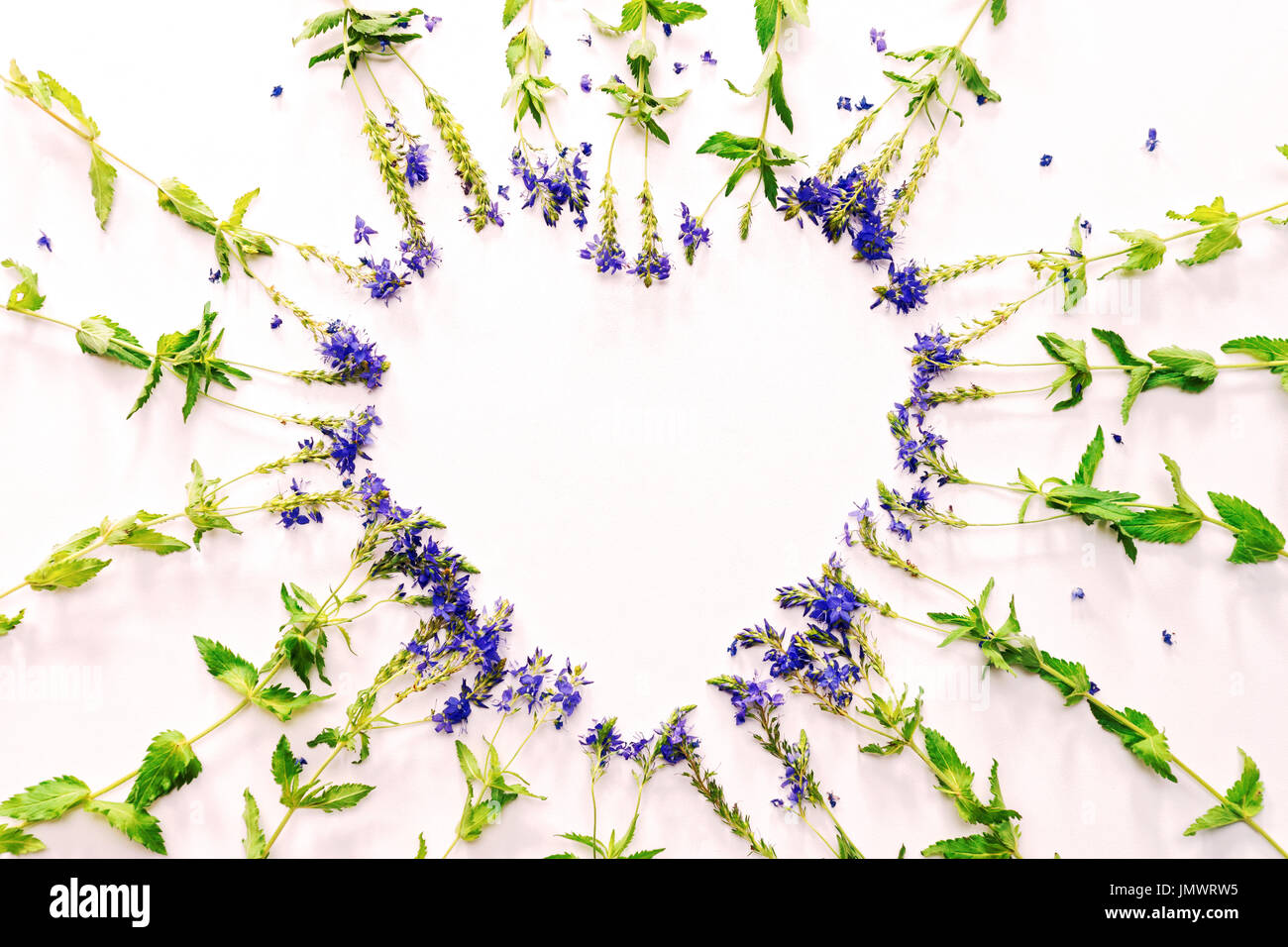 Heart shape frame with violet field flowers on the white background ...