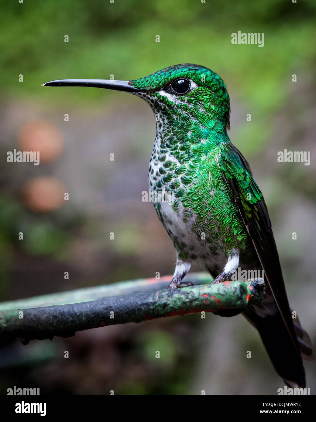 Green-crowned brilliant hummingbird sitting Stock Photo - Alamy