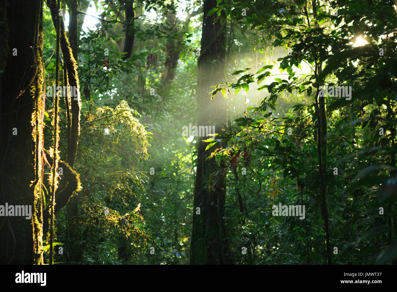 Sun rays deep in the rain forest Stock Photo - Alamy
