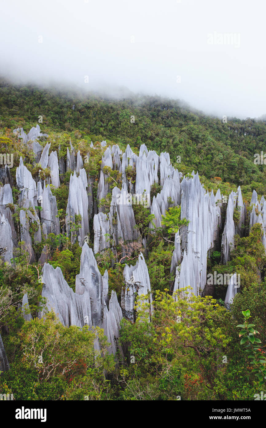 Limestone pinnacles at gunung mulu national park Stock Photo - Alamy