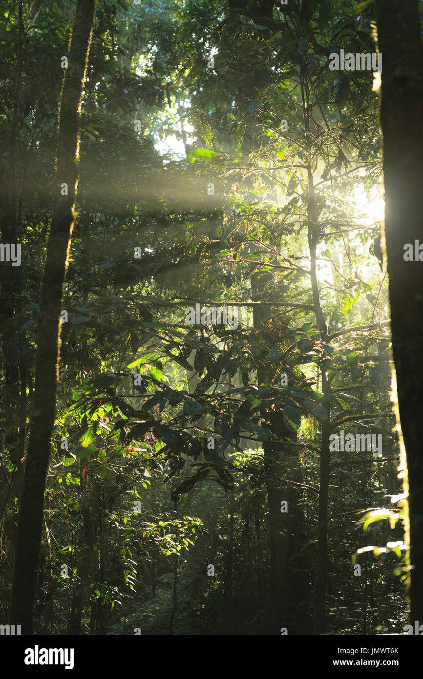 Sun rays deep in the rain forest Stock Photo - Alamy