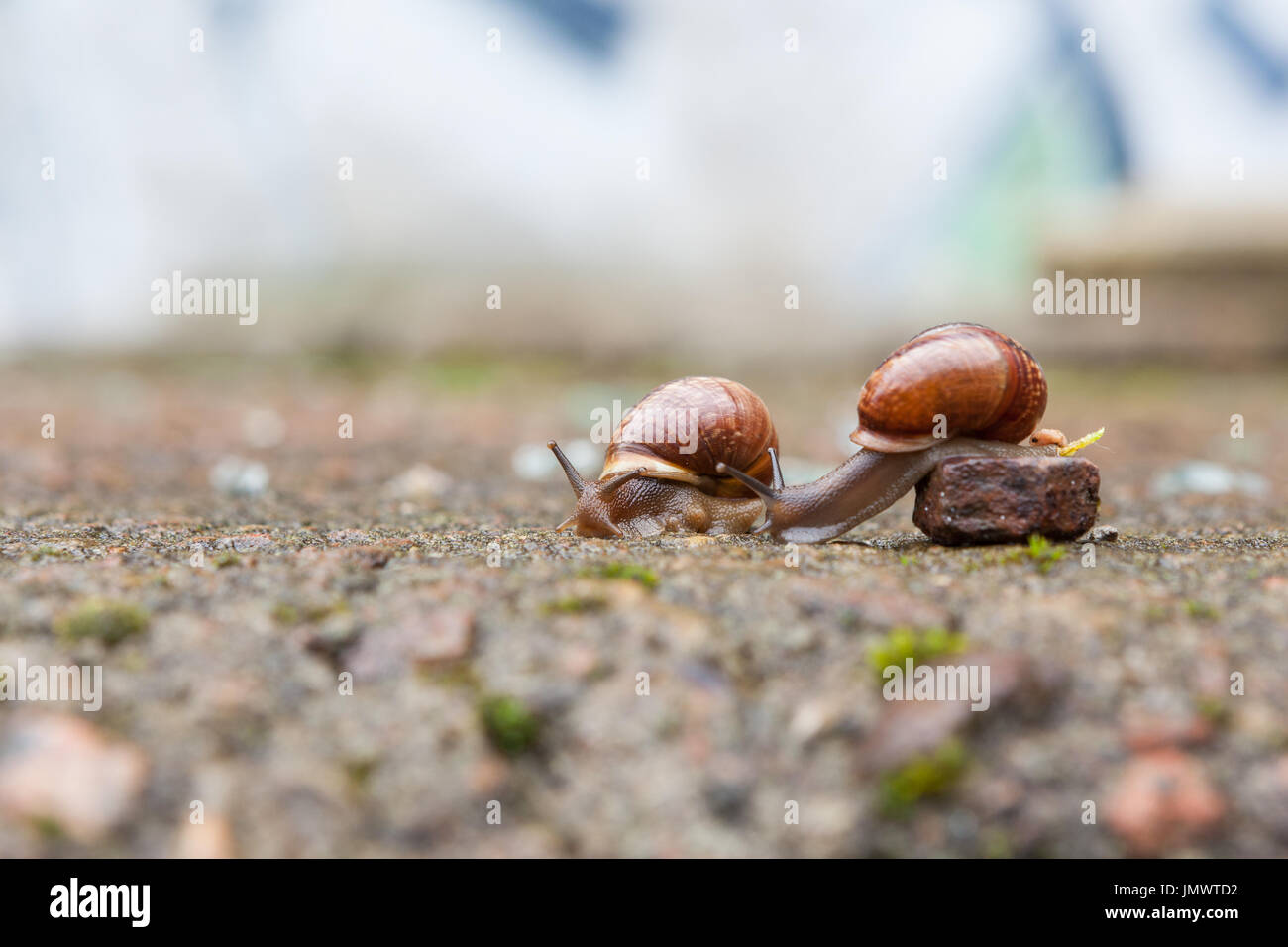 Group of small snails Stock Photo - Alamy