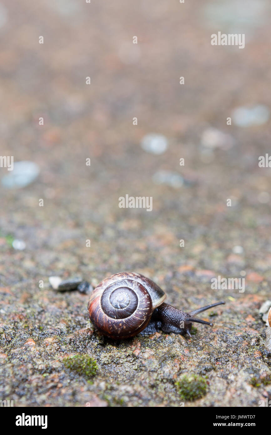 Group of small snails Stock Photo - Alamy