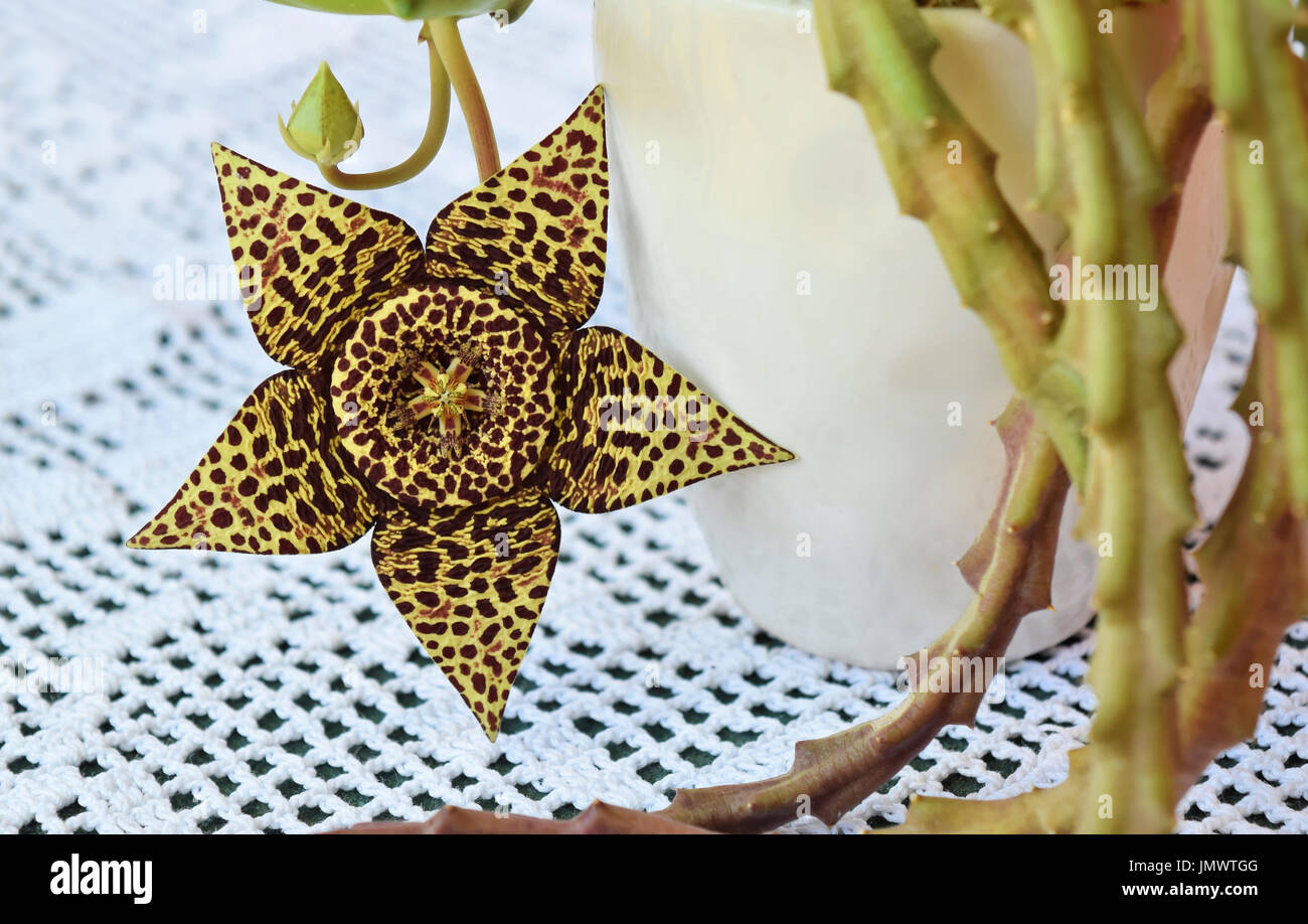 Beautiful leopard spotted cactus flower in blossom Stock Photo - Alamy