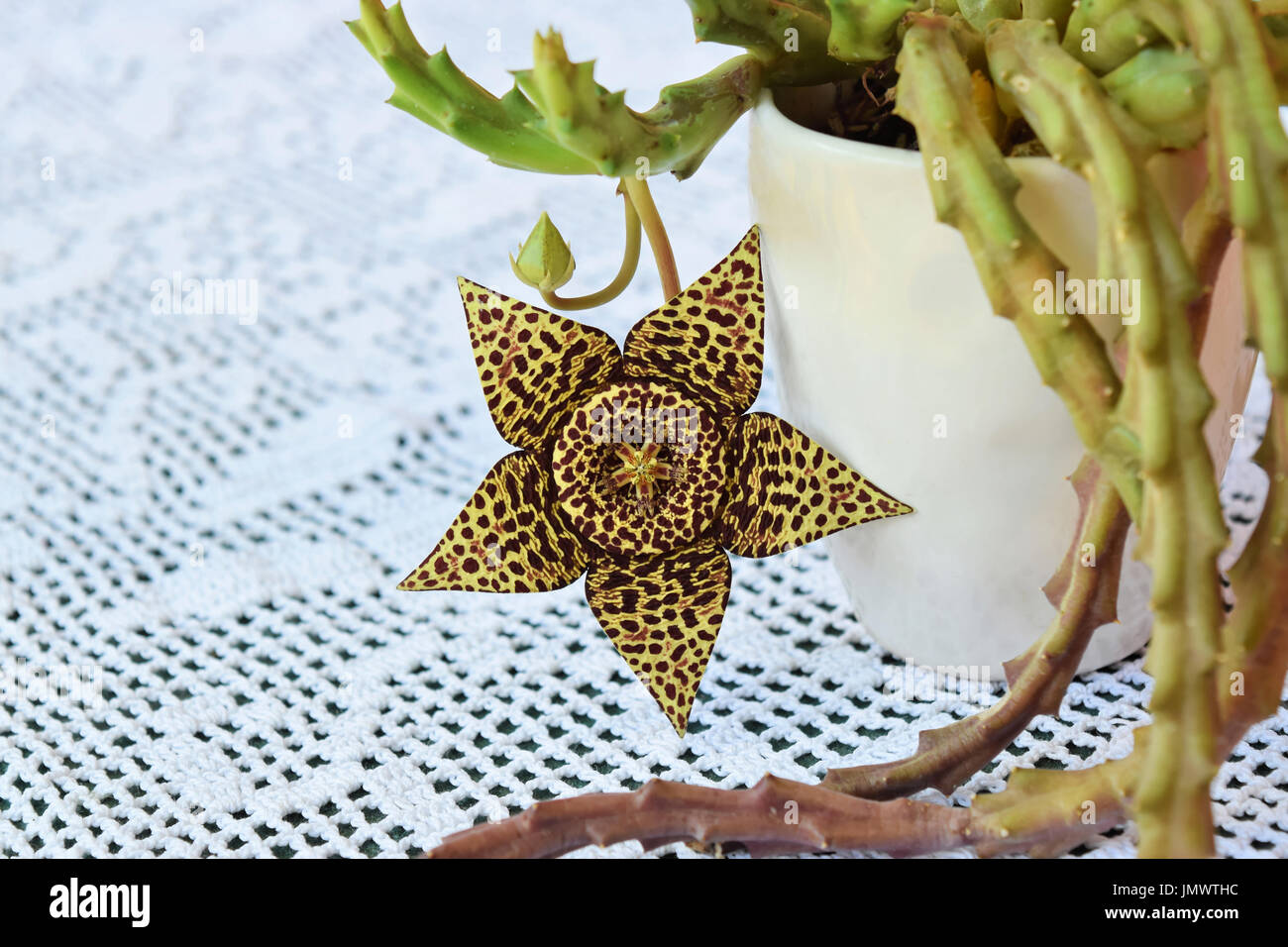Beautiful leopard spotted cactus flower in blossom Stock Photo - Alamy