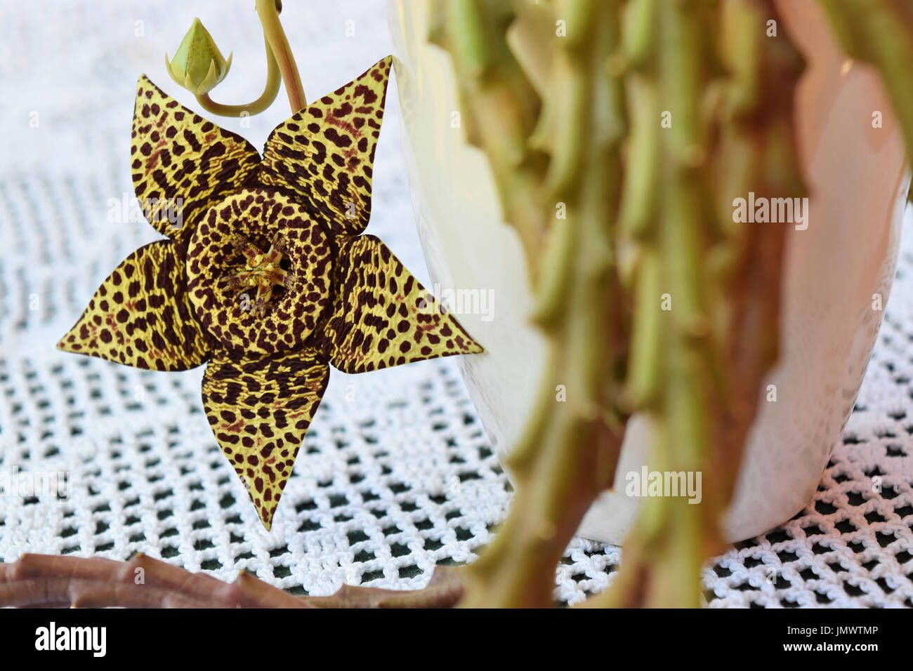 Beautiful leopard spotted cactus flower in blossom Stock Photo - Alamy