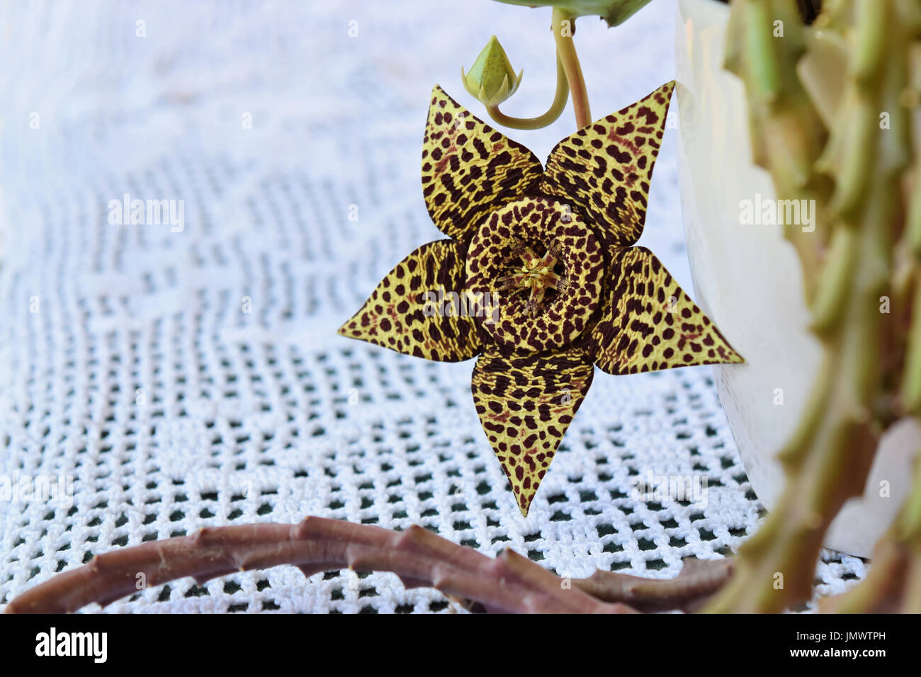 Beautiful leopard spotted cactus flower in blossom Stock Photo - Alamy