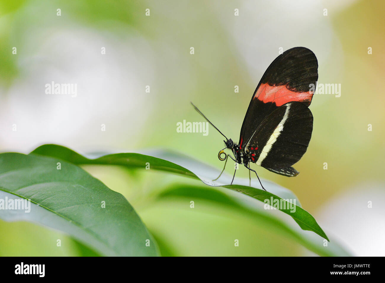 Postman butterfly heliconius melpomene hi-res stock photography and ...