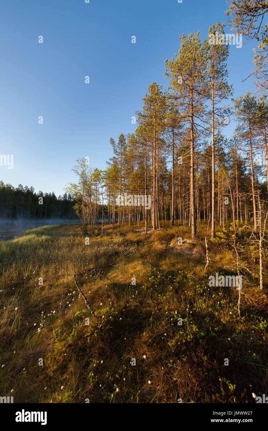 Small forest lake at sunrise Stock Photo - Alamy