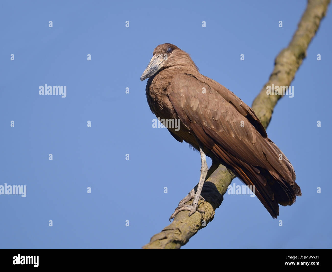 Hamerkop hammerhead scopus umbretta bird hi-res stock photography and ...
