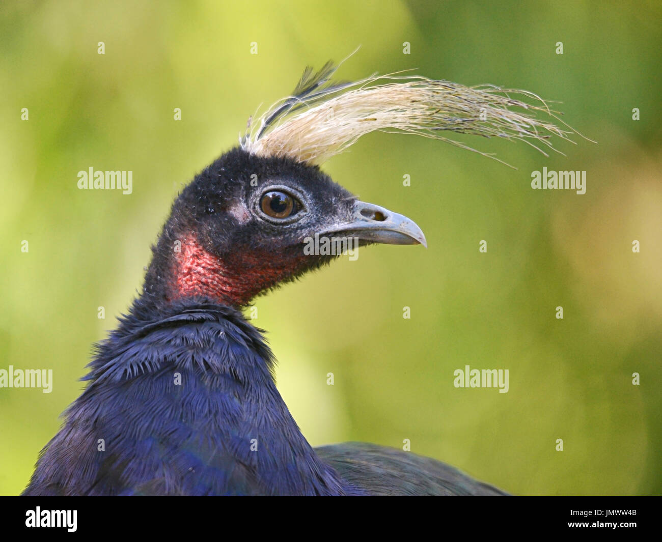 Portrait of male Congo peafowl (Afropavo congensis) seen from profile ...