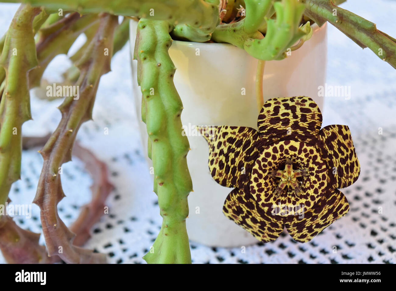Beautiful leopard spotted cactus flower in blossom Stock Photo - Alamy