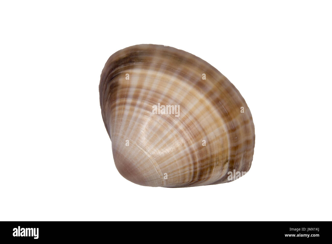 A smooth shell on a white background Stock Photo - Alamy