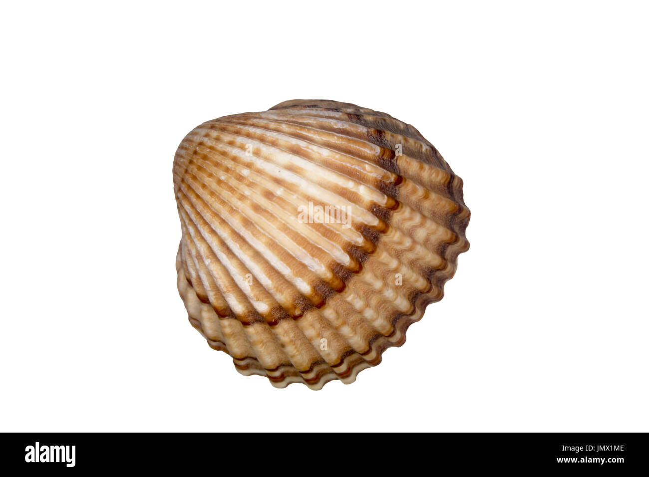 A wavy shell on a white background Stock Photo - Alamy