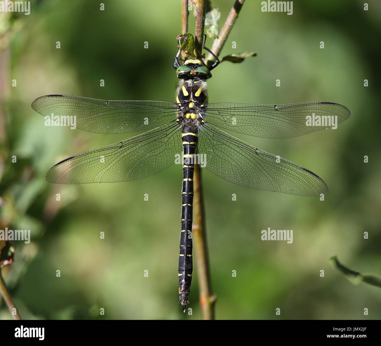 European dragonflies hi-res stock photography and images - Alamy
