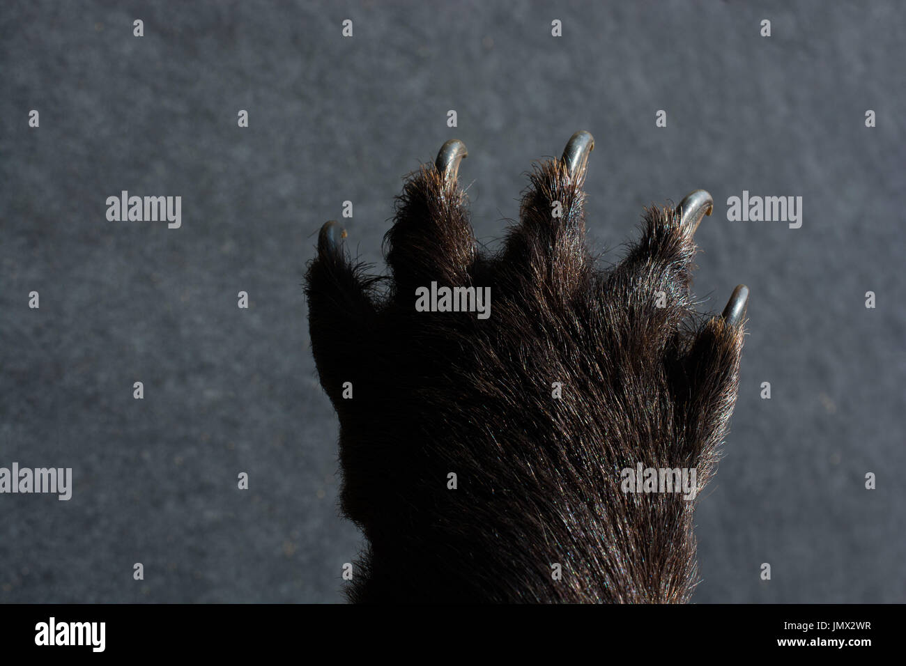 Black Bear Paw With sharp Claws in view Stock Photo - Alamy