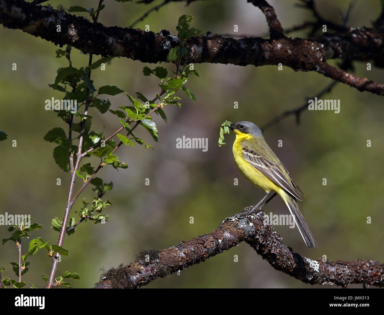Western yellow wagtail, Motacilla flava thunbergi, with green larvae in ...