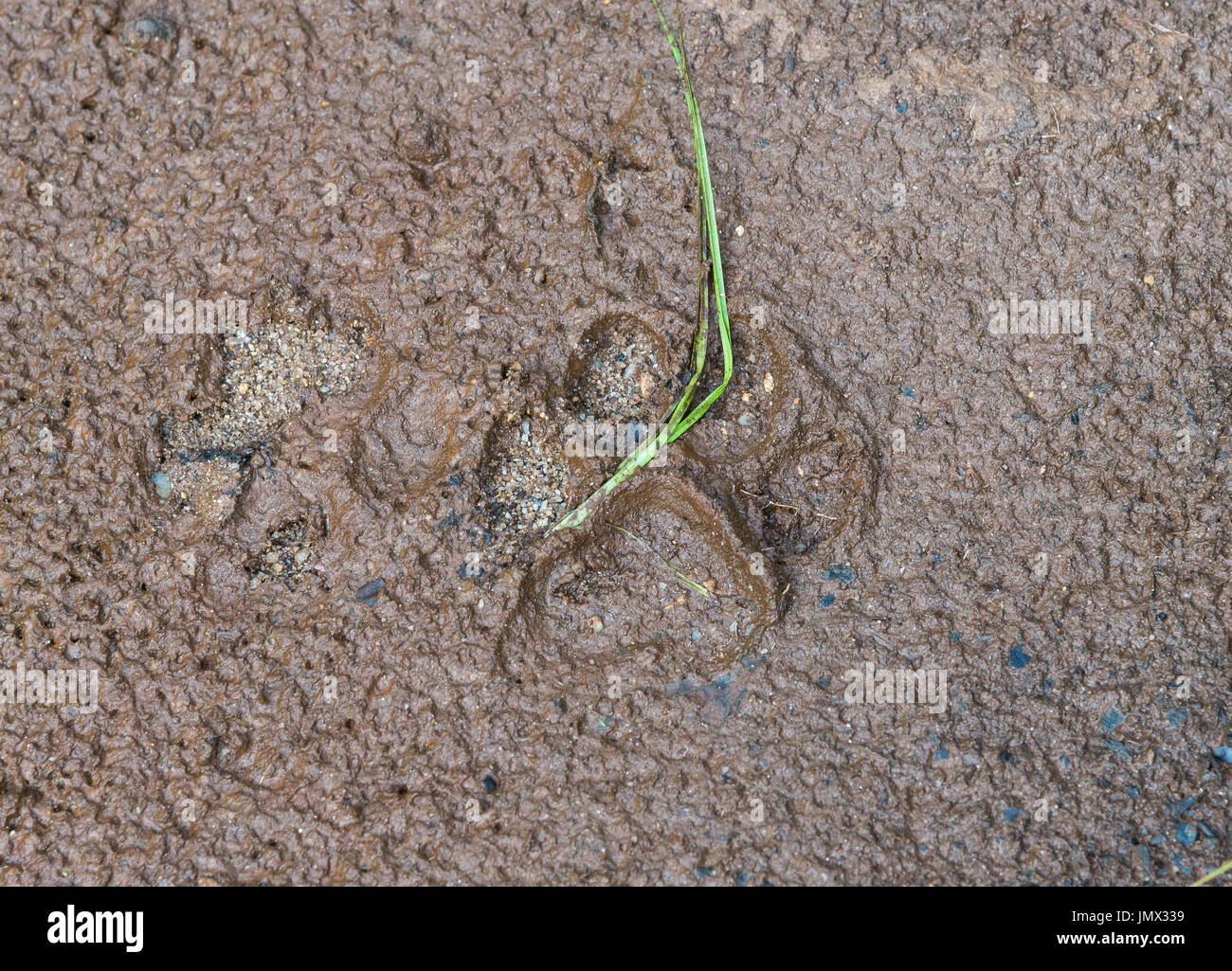 Jaguar footprint hi-res stock photography and images - Alamy