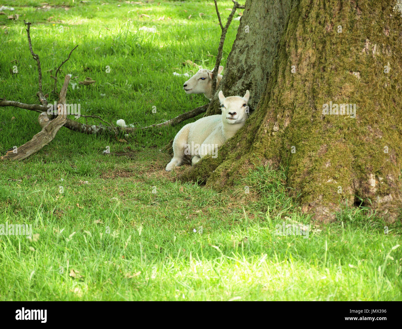 Dolly sheep offspring hi-res stock photography and images - Alamy
