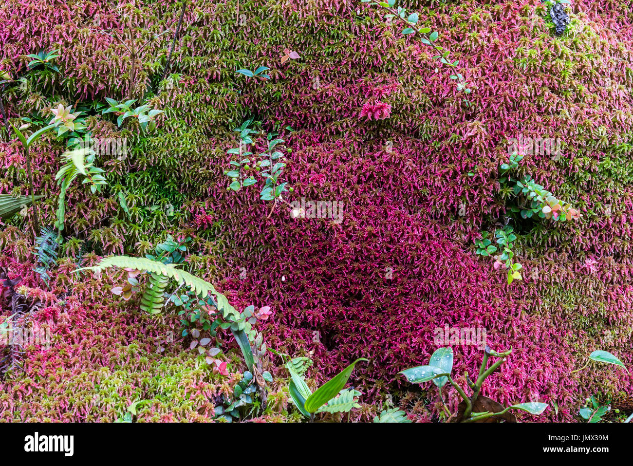 Colorful moss covered rock surface. Colombia, South America Stock Photo ...