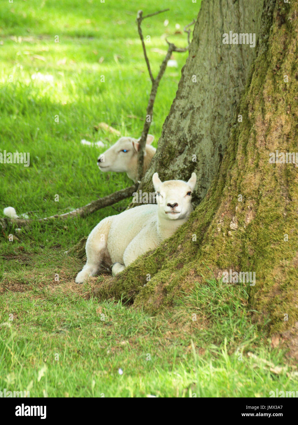 Dolly sheep offspring hi-res stock photography and images - Alamy