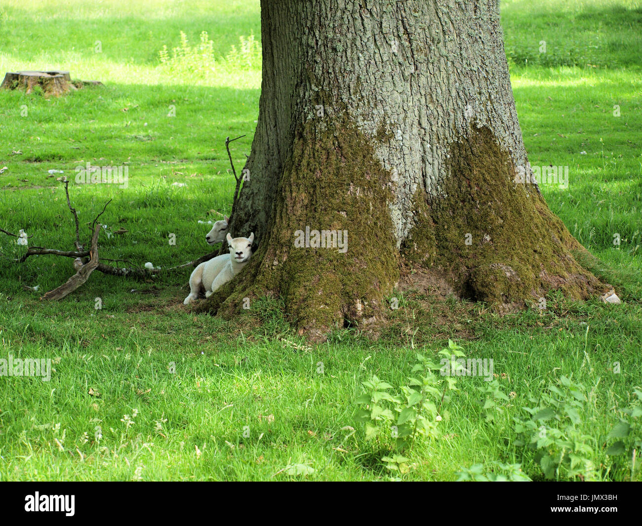 Slaughtered lamb hi-res stock photography and images - Alamy