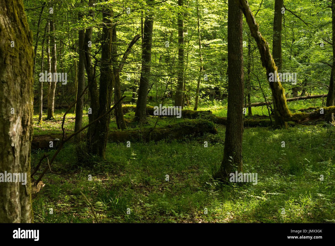 Fallen trees in the jungle in Poland Stock Photo - Alamy
