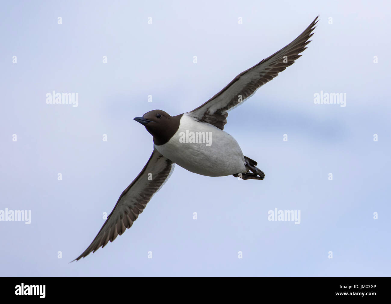Guillemot in flight Stock Photo - Alamy