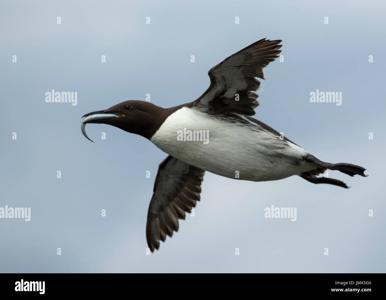 Guillemot in flight with fish Stock Photo - Alamy