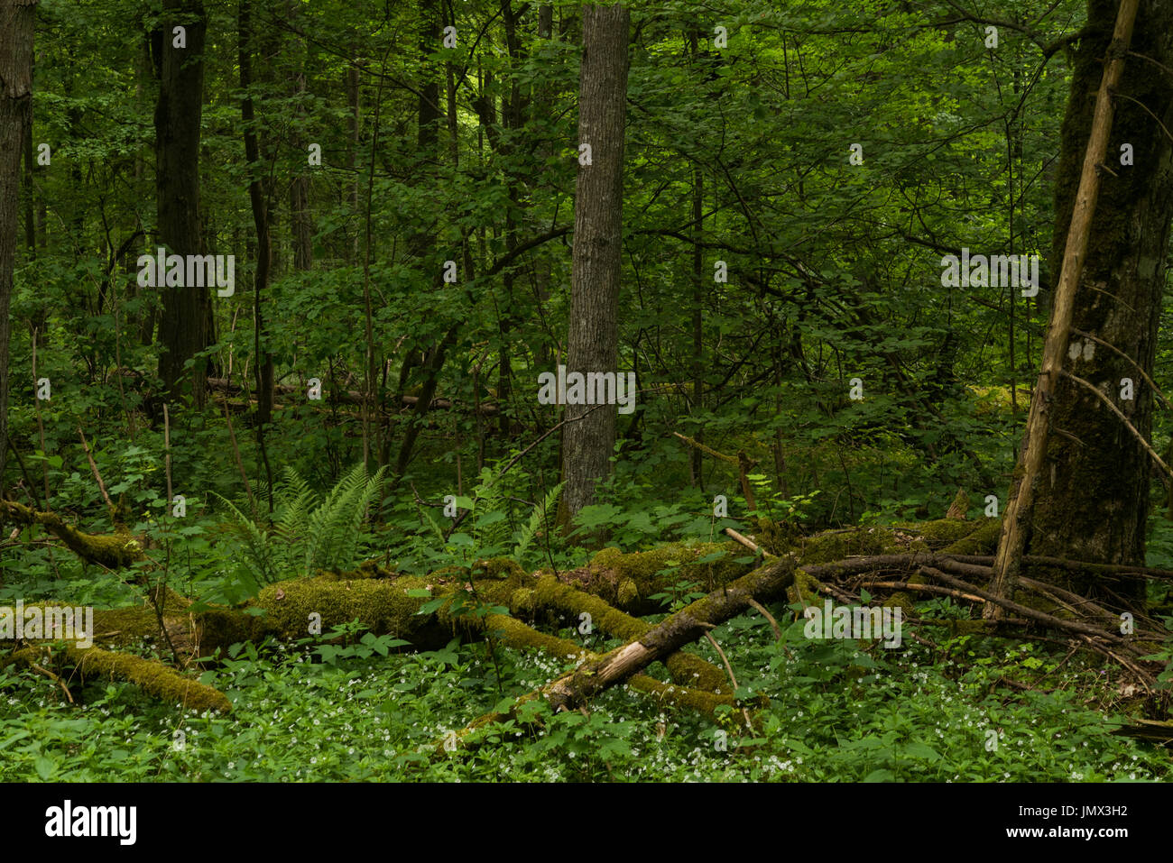Fallen trees in the jungle in Poland Stock Photo - Alamy