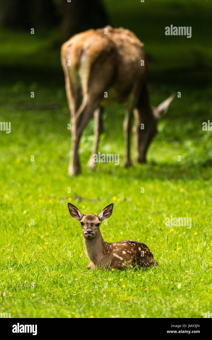 Red Deer in Bialowieza Forest Bialowieski Park Narodowy in Poland Stock ...