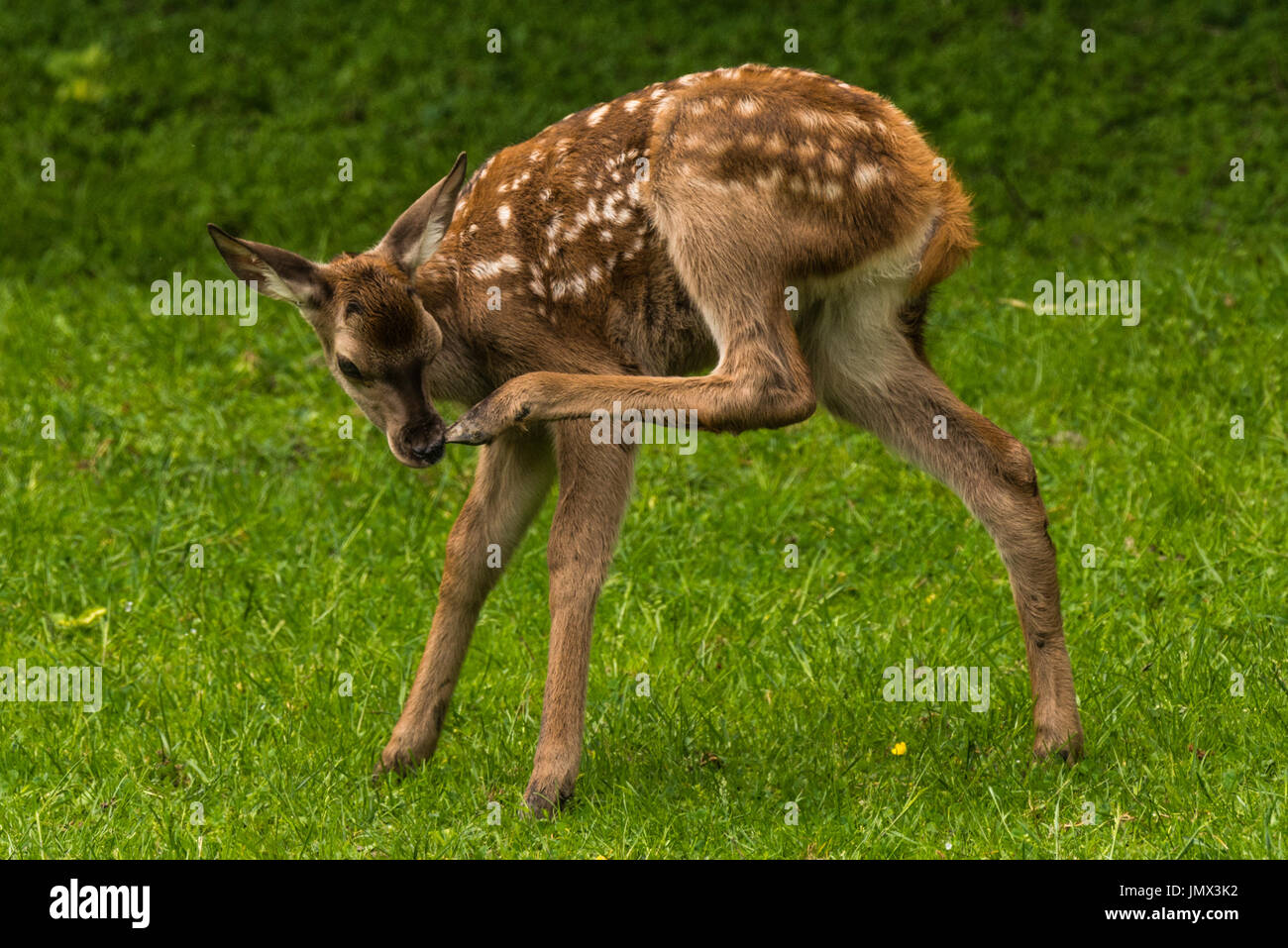 Red Deer in Bialowieza Forest Bialowieski Park Narodowy in Poland Stock ...