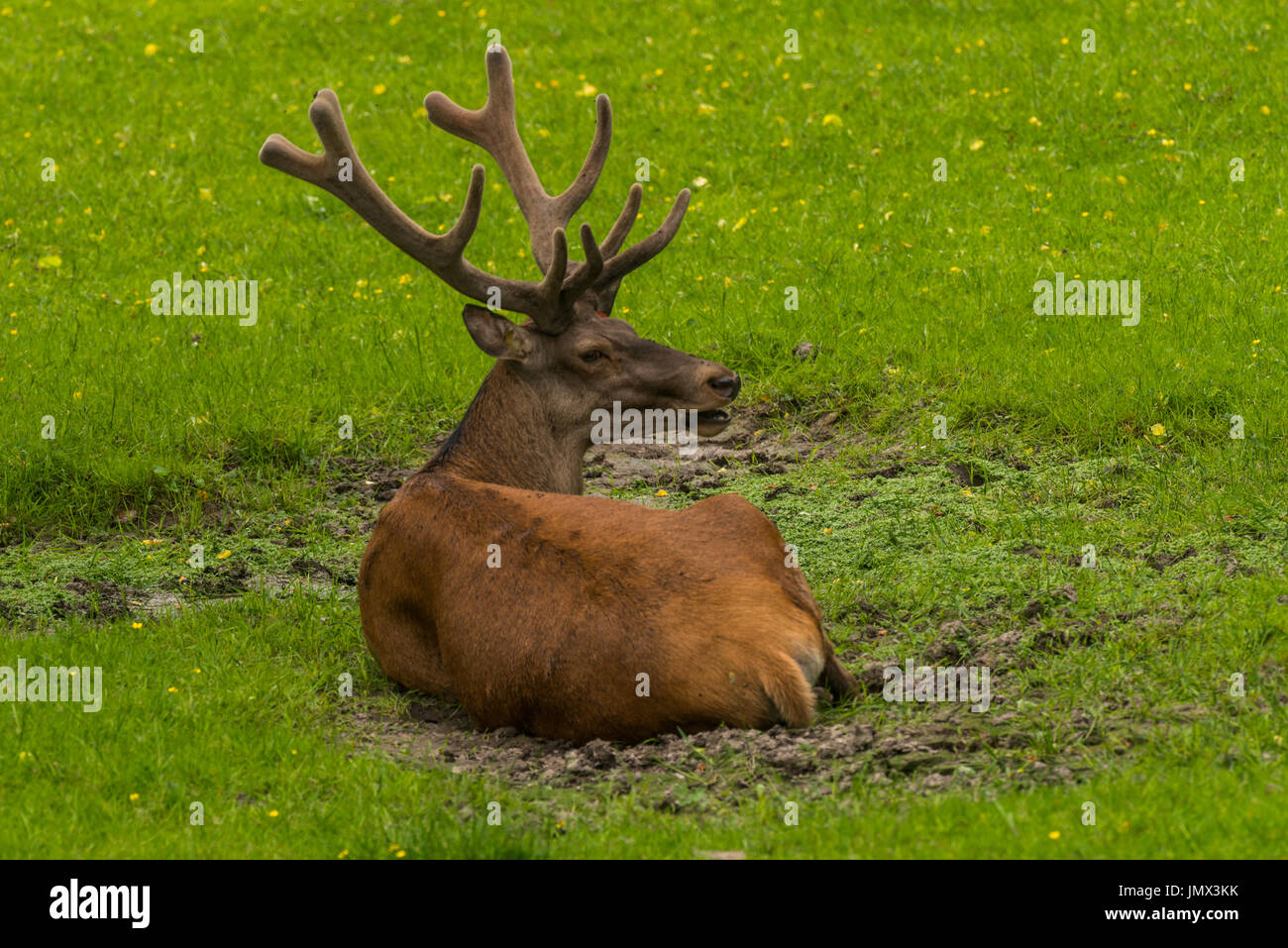 Red Deer in Bialowieza Forest Bialowieski Park Narodowy in Poland Stock ...
