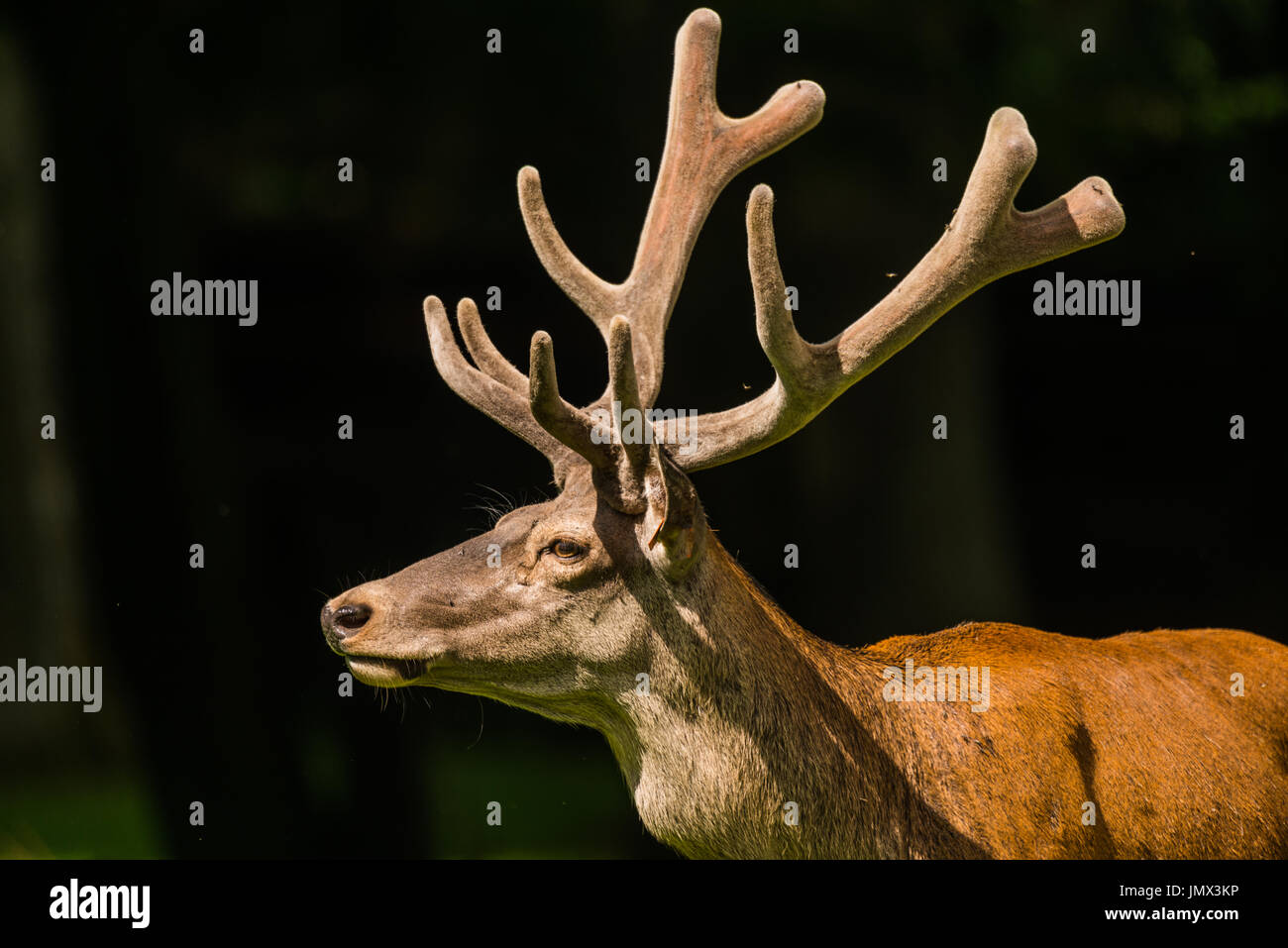 Red Deer in Bialowieza Forest Bialowieski Park Narodowy in Poland Stock ...