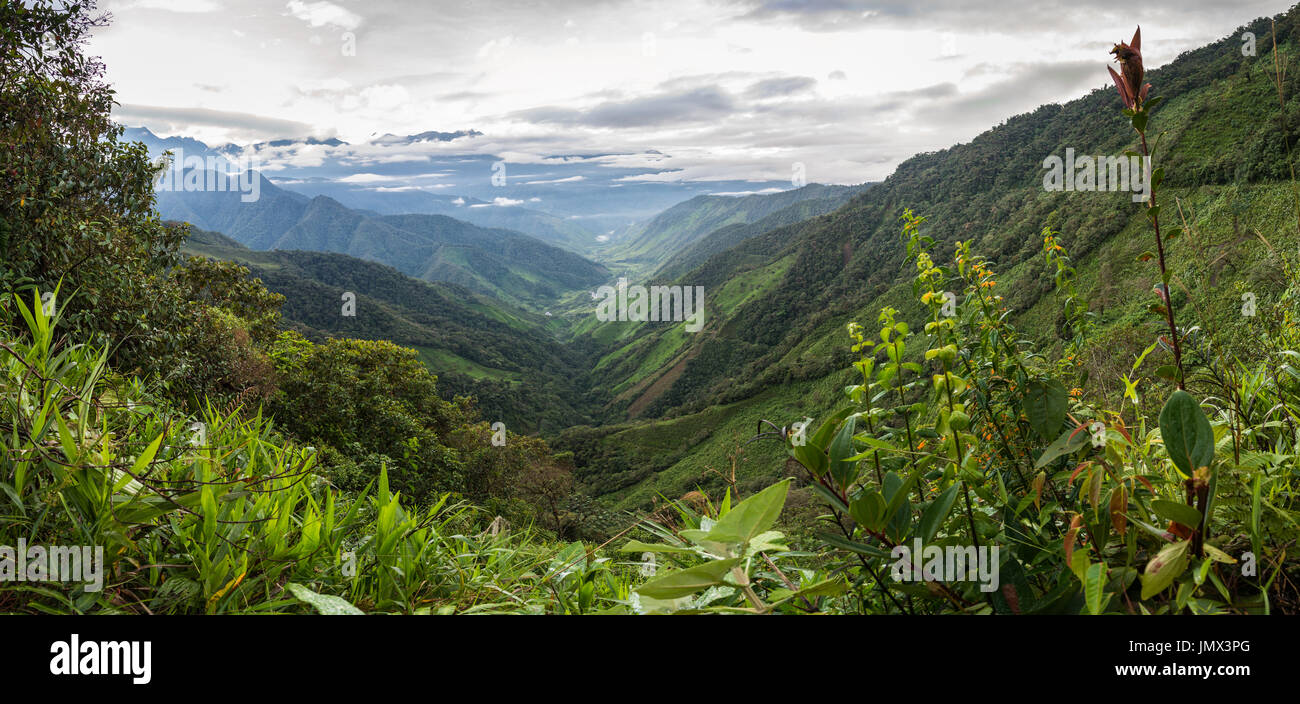 Colombia forest hi-res stock photography and images - Alamy