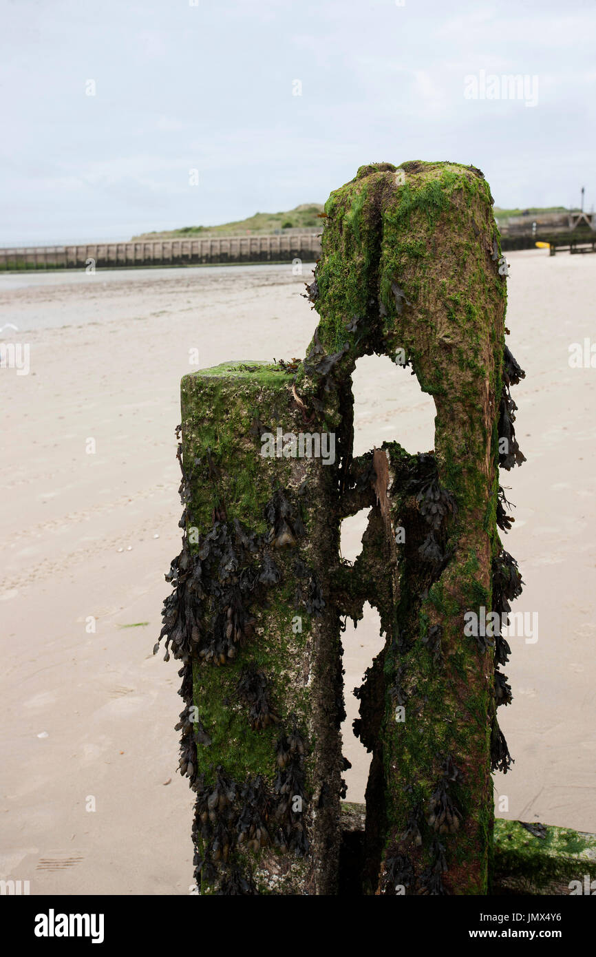 Weather Worn Wood Groins on Beach Like Sculptures Stock Photo - Alamy