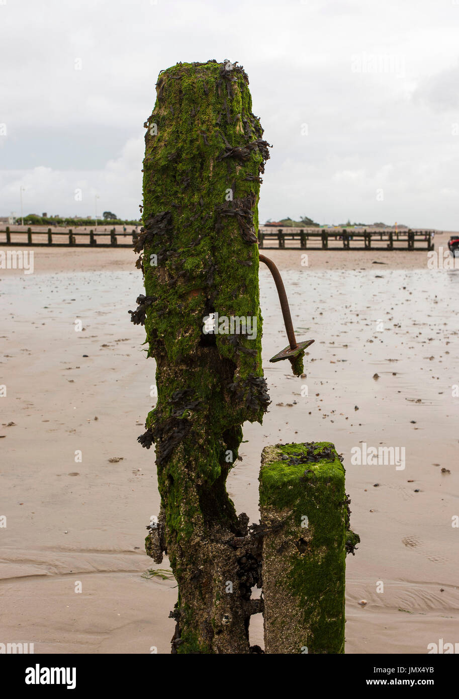 Groins on beach hi-res stock photography and images - Alamy
