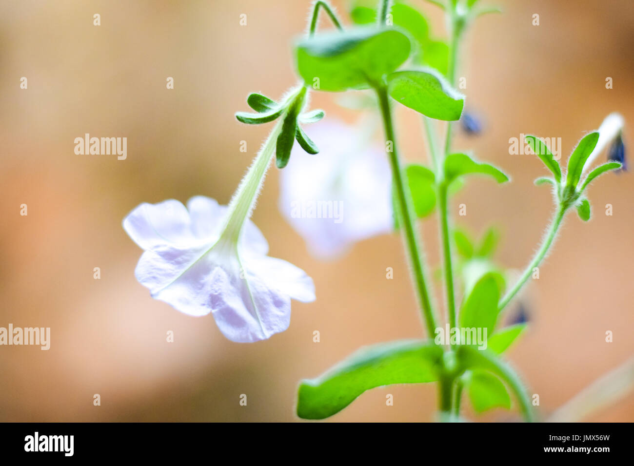white flower in focus Stock Photo - Alamy