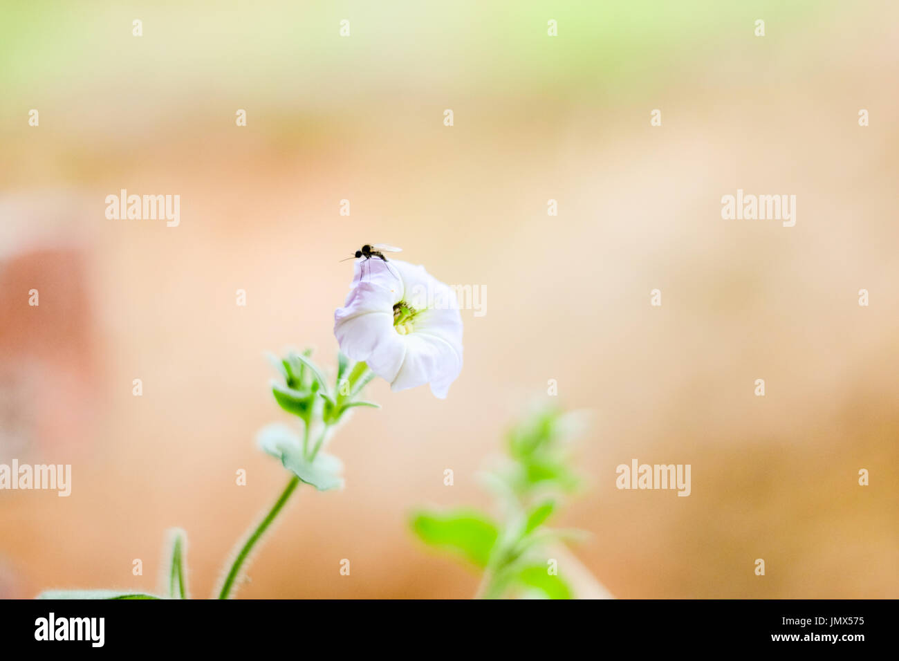 white flower in focus Stock Photo - Alamy