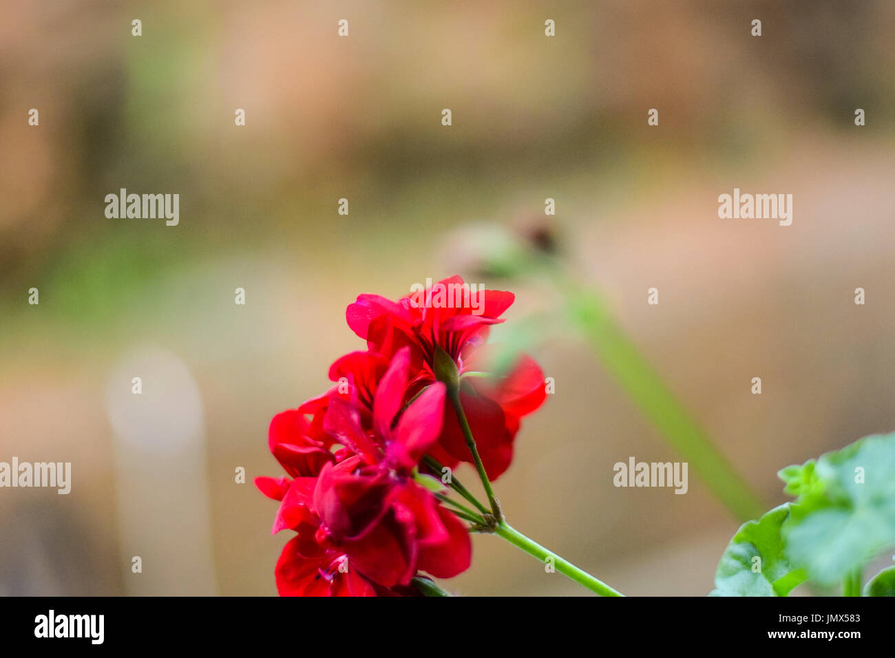 Love in the flower hi-res stock photography and images - Alamy