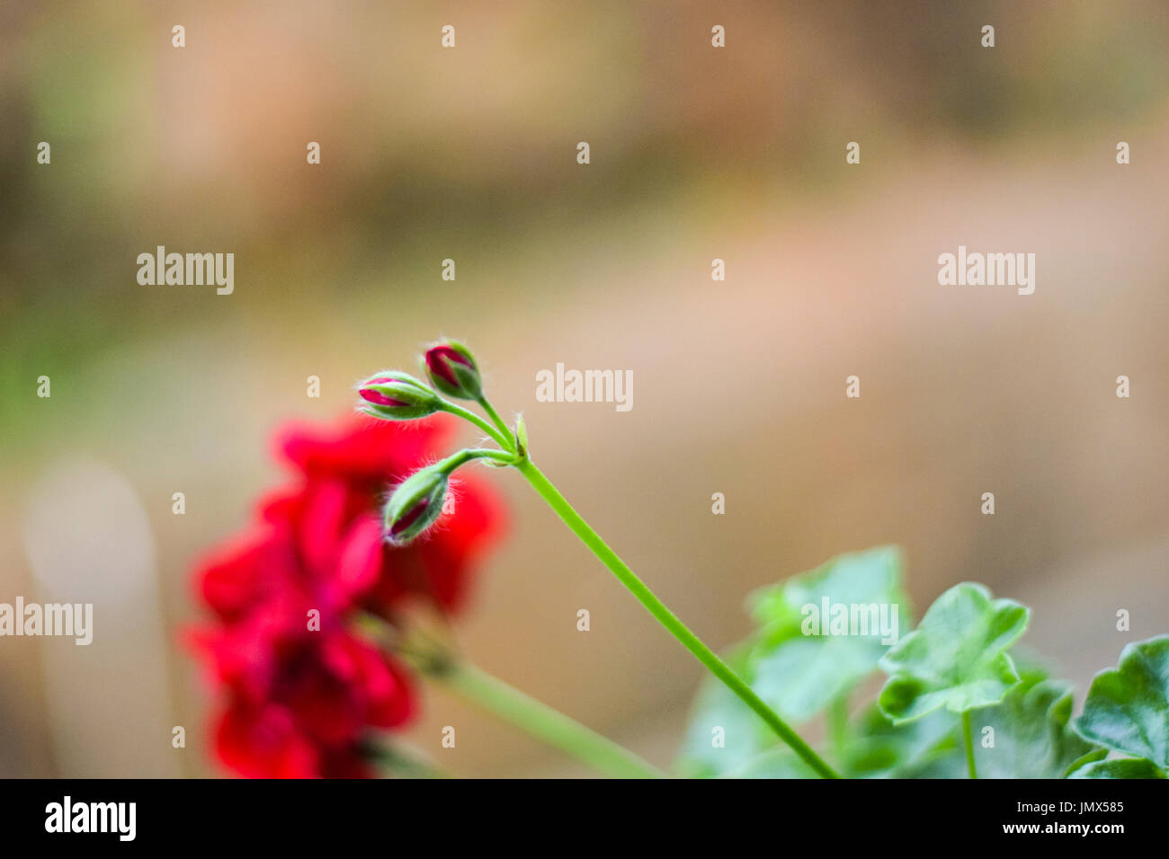Growth flower hi-res stock photography and images - Alamy