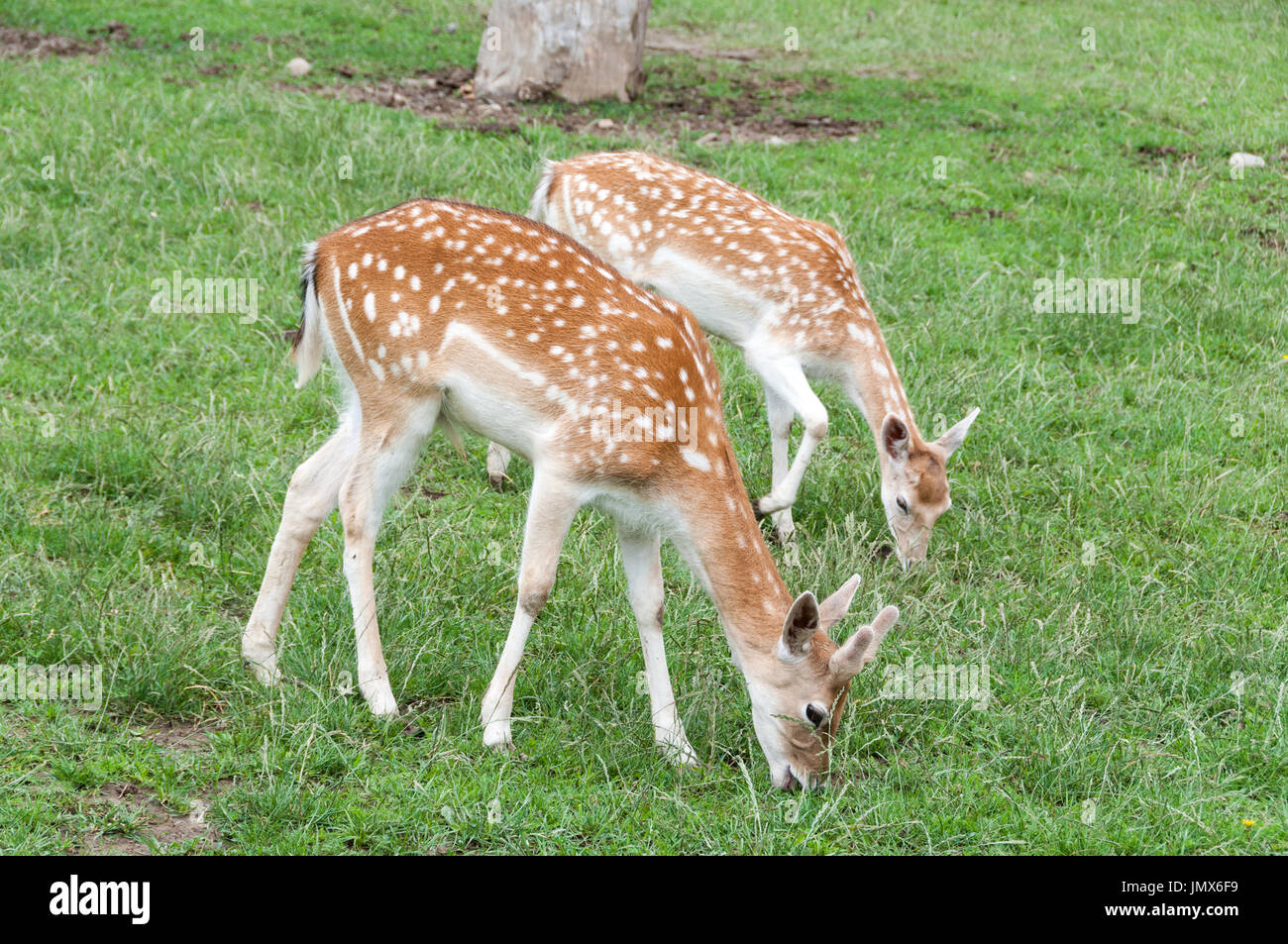 The fallow deer (Dama dama Stock Photo - Alamy