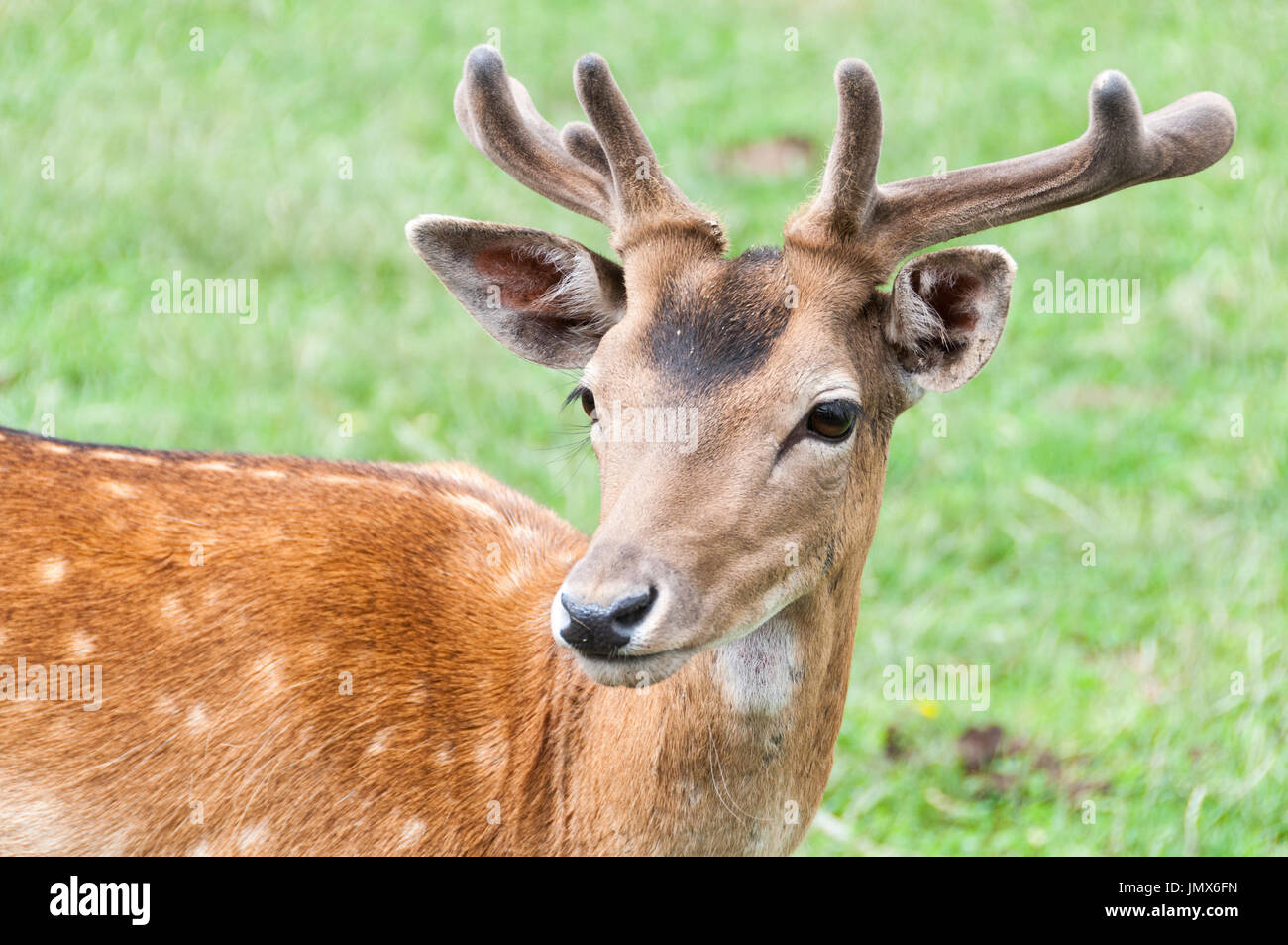 The fallow deer (Dama dama Stock Photo - Alamy