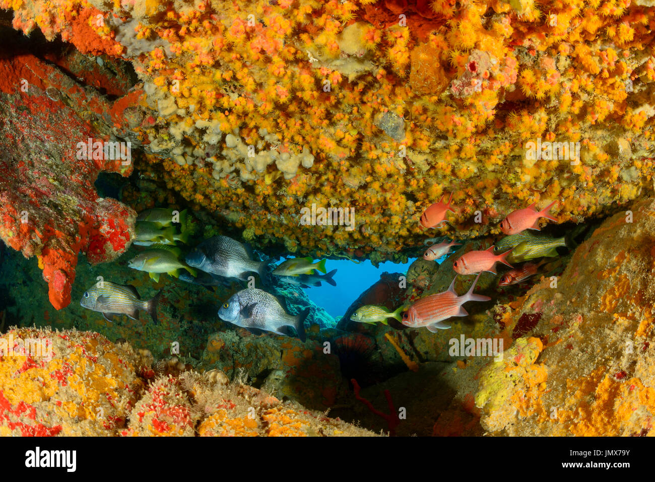Bvi underwater fish hi-res stock photography and images - Alamy