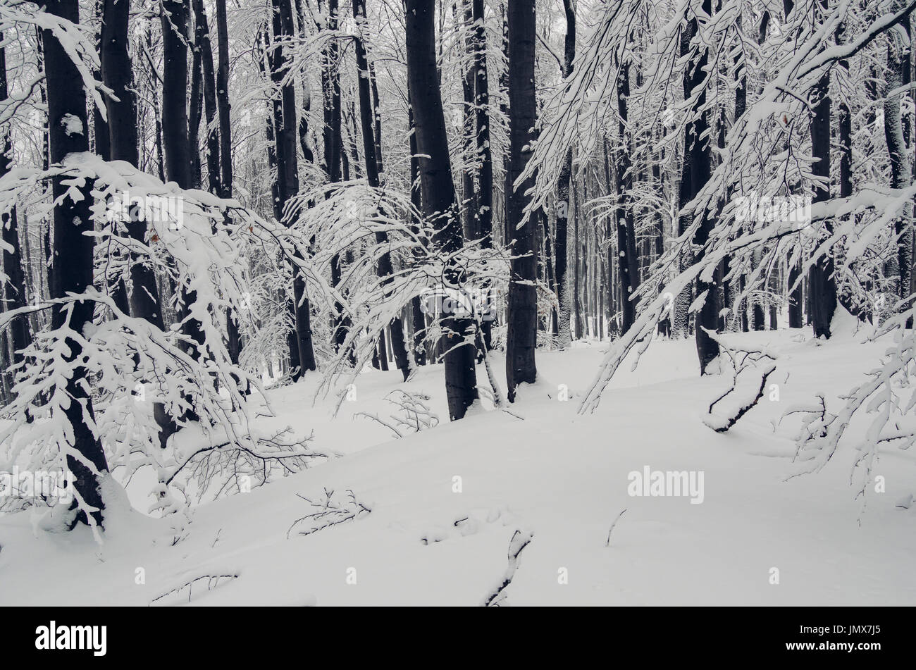 Ree branches hi-res stock photography and images - Alamy